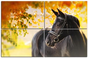 Obraz na plátně - Černý kůň 1220E (120x80 cm)