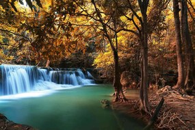 DIMEX | Samolepicí vliesová fototapeta na zeď Podzimní hluboký les MA-5-3241 | 375 x 250 cm | zelená, bílá, oranžová, hnědá