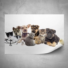Plakát - Zvířecí mláďata (60x40 cm) - PopyDesign