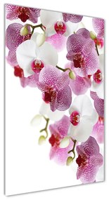 Wallmuralia Vertikální Foto-obrah sklo tvrzené Orchidej 50x100