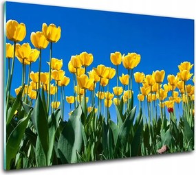 Foto Obraz z tvrzeného skla na zeď Tulipány Květiny 60x40