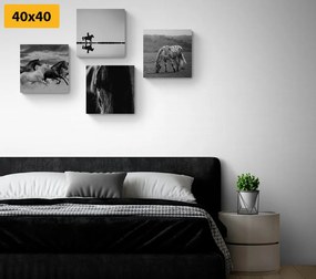Set obrazů pro milovníky koní v černobílém provedení Varianta: 4x 40x40