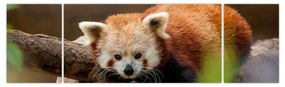 Obraz pandy červené (170x50 cm)