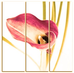 Obraz na plátně - Květina lilie - čtverec 379FB (105x105 cm)