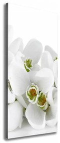Obraz na plátně - Orchidei bílá 50 x 125 cm