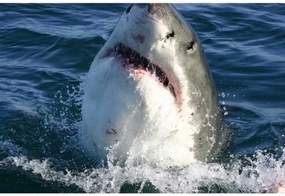 DIMEX | Samolepicí vliesová fototapeta na zeď Žralok MA-5-0217 | 375 x 250 cm | modrá, šedá