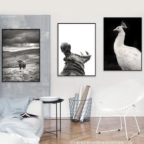 DecoKing - Sada nástěnných plakátů  - Animals-3 * 70x100