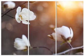Obraz na plátně - Krásná bílá magnolia 102B (105x70 cm)