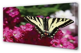 Obrazy na plátně květiny motýl 100x50 cm