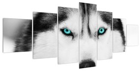 Obraz psa husky (210x100 cm)