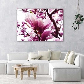 Gario Obraz na plátně Kvetoucí magnolie Rozměry: 60 x 40 cm