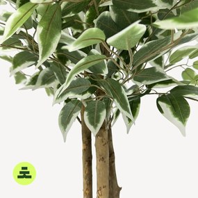 Umělý Ficus Twilight 160 cm