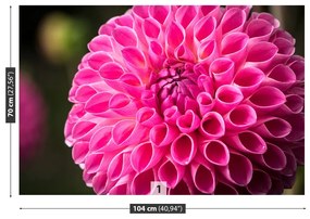 Fototapeta Dahlia Pink