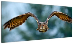 Obraz letící sovy (100x40cm)