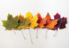 Postershop Fototapeta: Podzimní listí - 254x368 cm
