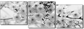 Obraz na plátně - Třešňový květ - panoráma 5279QE (90x30 cm)