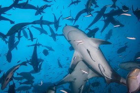 DIMEX | Samolepicí vliesová fototapeta na zeď Potápění se žraloky MA-5-0500 | 375 x 250 cm | modrá, šedá