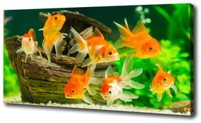 Wallmuralia Foto obraz na plátně Zlaté rybky 100x50