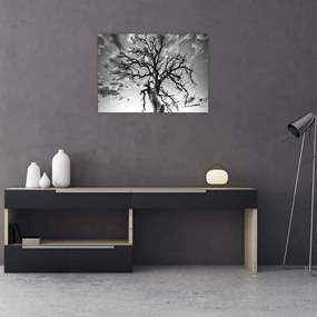 Skleněný obraz - Černobílý strom (70x50 cm)