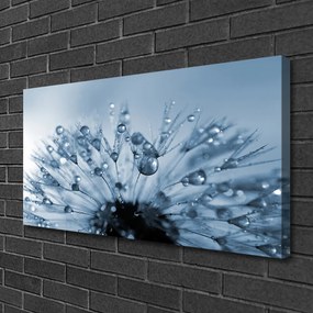 Obraz na plátně Pampeliška Květ Kapky 100x50 cm