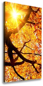 Wallmuralia Vertikální Foto obraz na plátně Podzimní strom 50x100