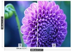 Fototapeta fialová dahlia 104x70