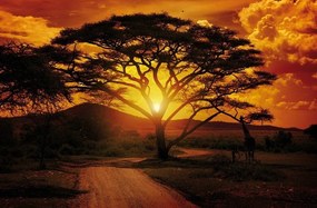 Postershop Fototapeta vliesová: Africký západ slunce - 254x368 cm