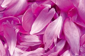 Vliesová fototapeta Dimex Violet Petals XL-530 | 330x220 cm