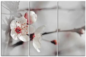 Obraz na plátně - Květ třešně 158FB (135x90 cm)