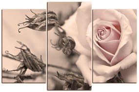 Obraz na plátně - Růže a uschlé rostliny 1225FC (90x60 cm)
