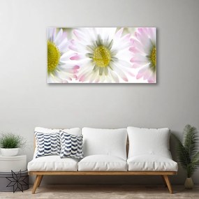 akrylový obraz Sedmikráska Rostlina Příroda 100x50 cm