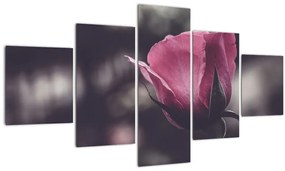 Obraz - Detail květu růže (125x70 cm)
