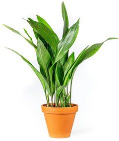 Aspidistra Elatior, průměr 14 cm