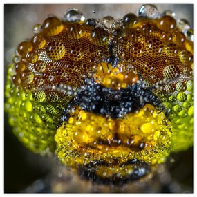 Detailní obraz očí hmyzu (30x30 cm)