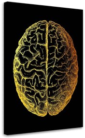 Gario Obraz na plátně Zlatá anatomie, Horní část mozku - Gab Fernando Rozměry: 40 x 60 cm