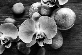Tapeta orchidej a kameny v černobílém provedení - 300x200 cm