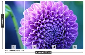 Fototapeta fialová dahlia 104x70