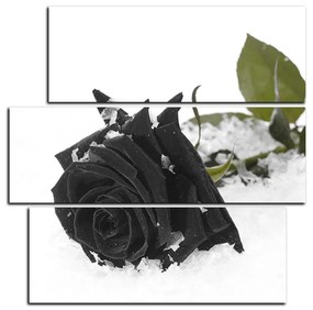 Obraz na plátně -  Růže na sněhu - čtverec 3103QC (105x105 cm)