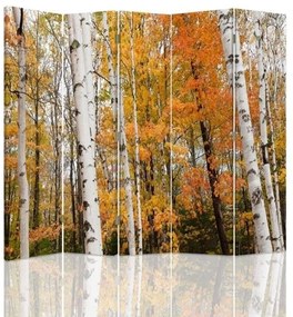 Ozdobný paraván, Březový les na podzim - 180x170 cm, pětidílný, obustranný paraván 360°