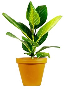 Pokojová rostlina Ficus benghalensis Audrey, průměr 12 cm