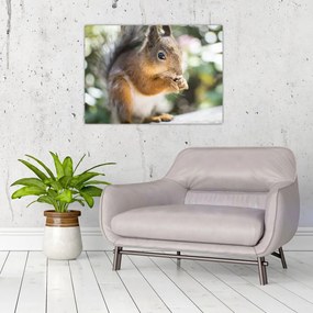 Skleněný obraz veverky (70x50 cm)