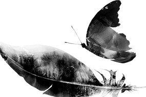 Obraz pírko s motýlem v černobílém provedení Varianta: 120x80