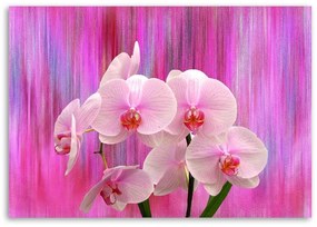Obraz na plátně Orchidej růžová Přírodní rostliny - 60x40 cm