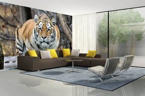 DIMEX | Samolepicí vliesová fototapeta na zeď Tygr na lovu MA-5-0579 | 375 x 250 cm | béžová, oranžová, hnědá, šedá