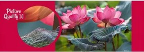 CHERRY PAZZI Puzzle Růžové květy lotusu / 500 dílků