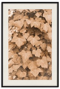 Plakát Podzimní břečta - kompozice listů na živém plotě v sepiích