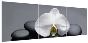 Obraz orchideje (150x50 cm)