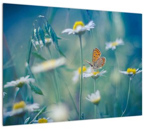 Skleněný obraz - Motýl na sedmikrásce (70x50 cm)