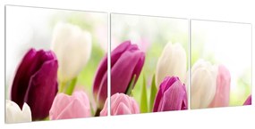 Obraz pučících tulipánů (120x40 cm)