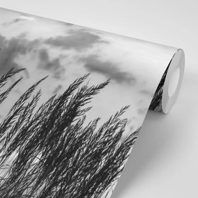 Samolepící fototapeta tráva v černobílém provedení